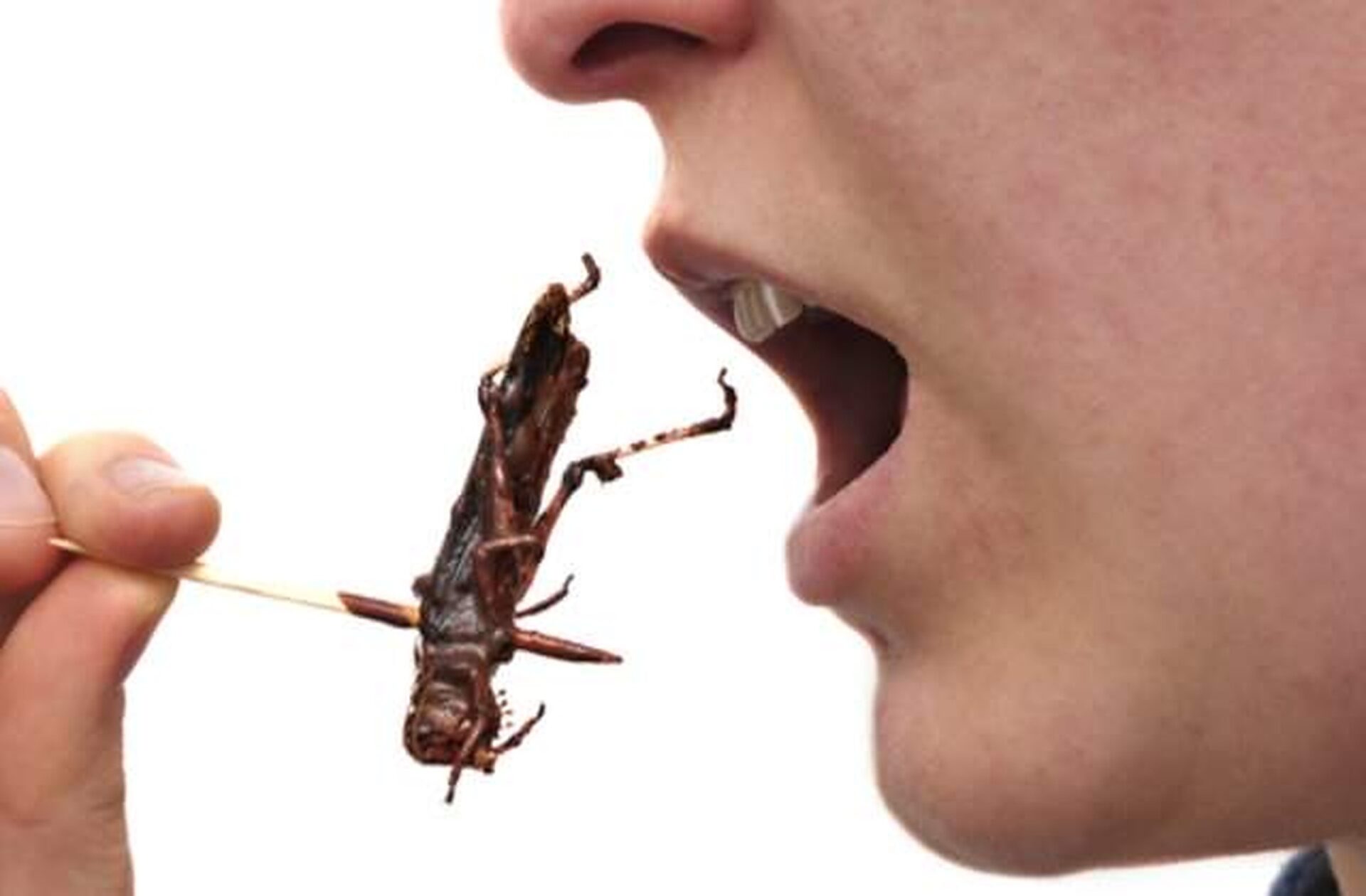 Lanțul de magazine Aldi bagă la vânzare hrană cu insecte comestibile ...